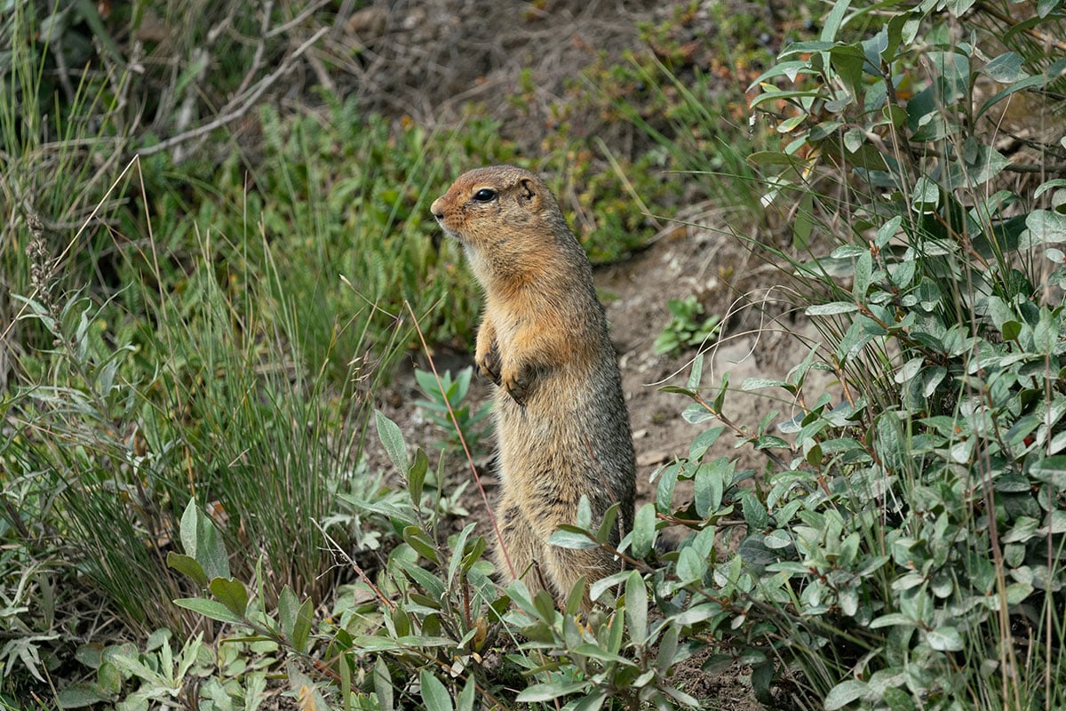 Denali Education Center | Promoting appreciation of Denali through ...
